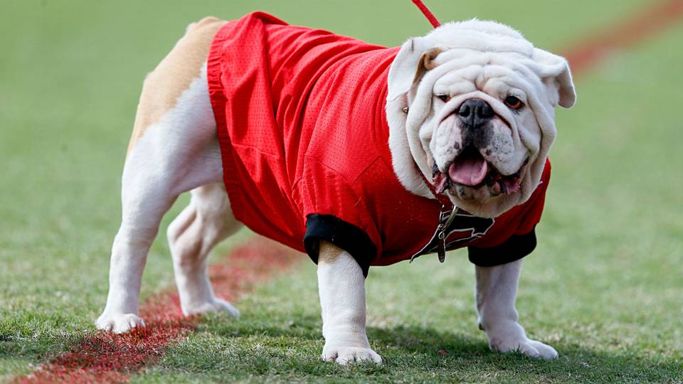 University Of Georgia Bulldog Mascot Delta13