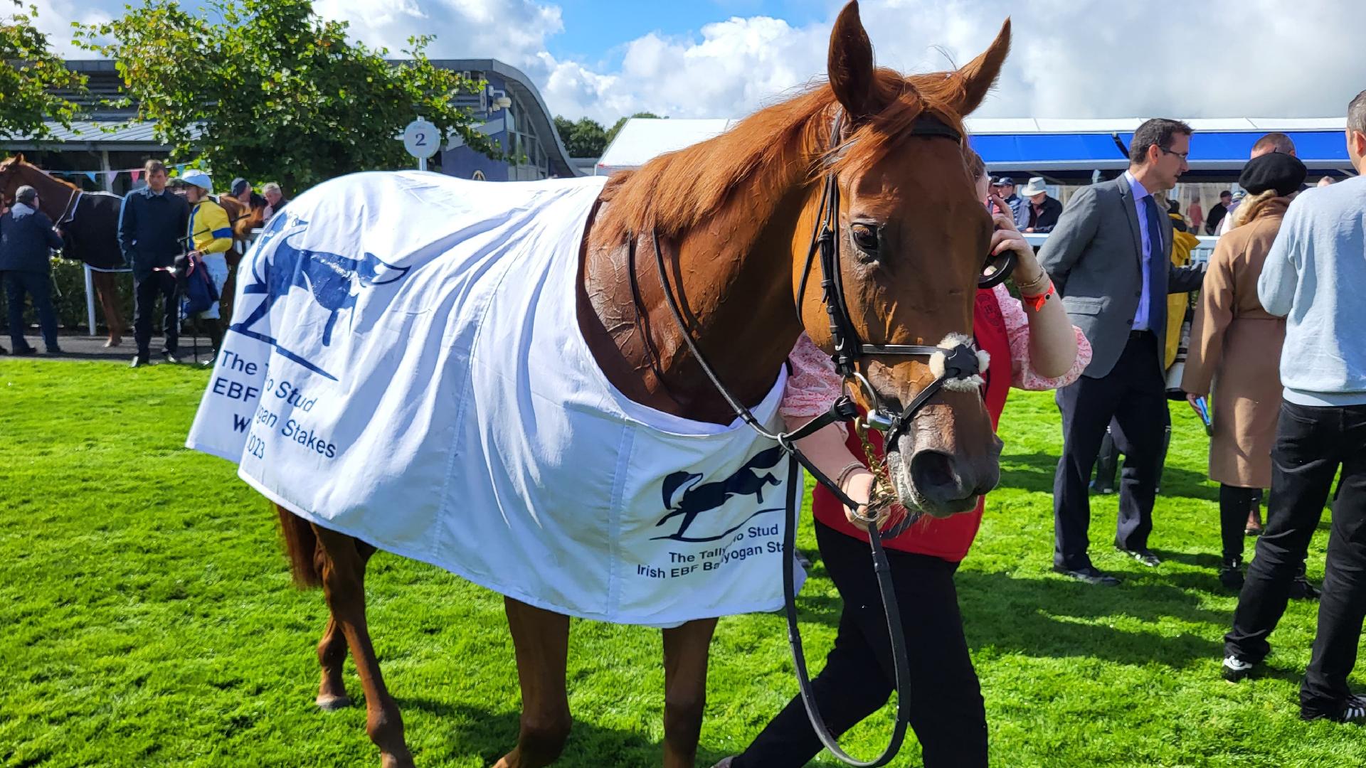 Ocean’s quest proves successful at Naas | LiveScore
