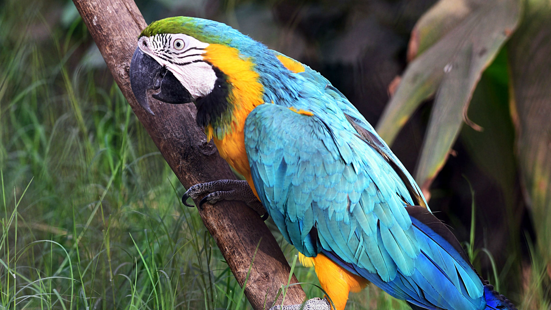 NFL Draft 2018: A parrot will help announce the Buccaneers' fourth ...