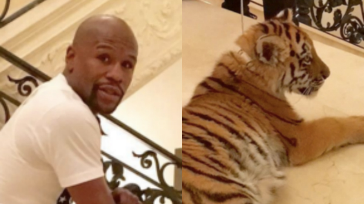 Mayweather joins Wolfpack with pet tiger | Other Sports | Sporting News