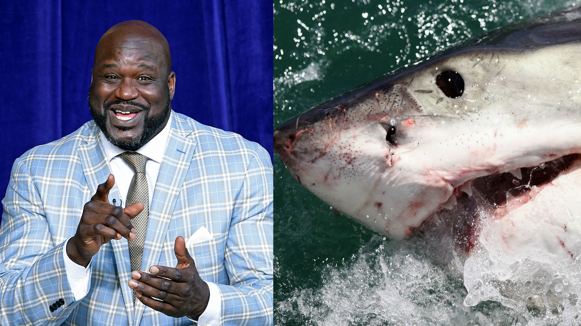 Shark terrifyingly gets inside Shaq's cage | Sporting News
